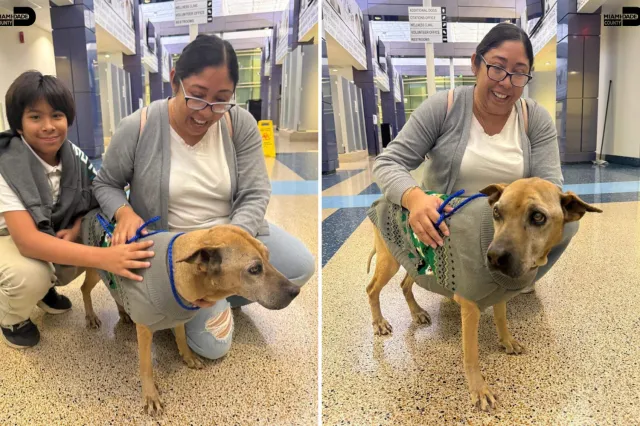 Owner Thought Dog Gone Forever—10 Years Later, a Microchip Brings Her ...