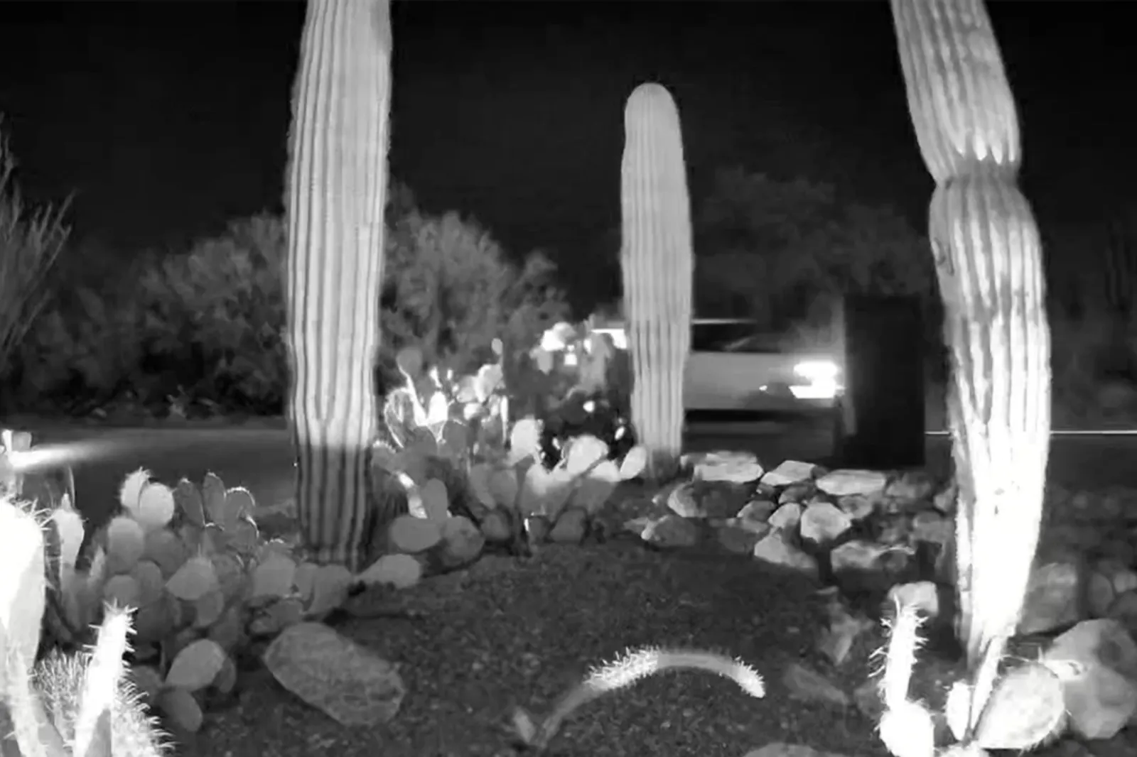 Nancy Guthrie Update: 12 Cars Seen on Neighbor's Camera Morning of ...