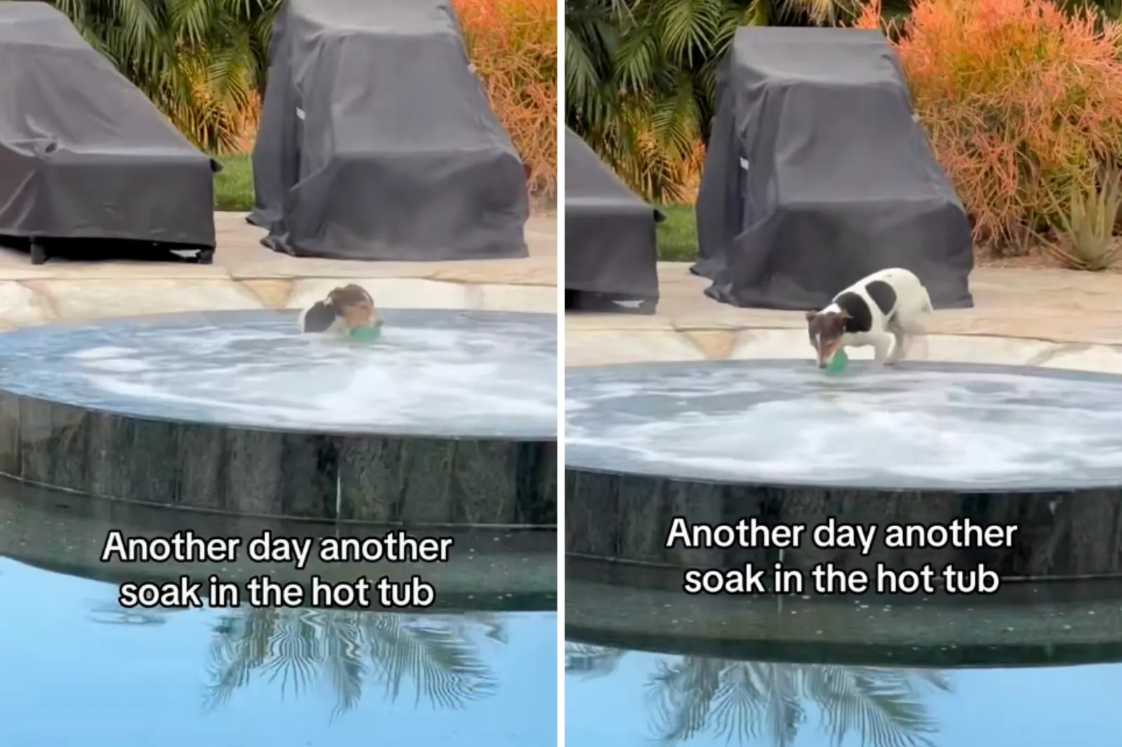 Jack Russell’s Pampered Pastime Sparks Envy Online: ‘Manifesting This ...
