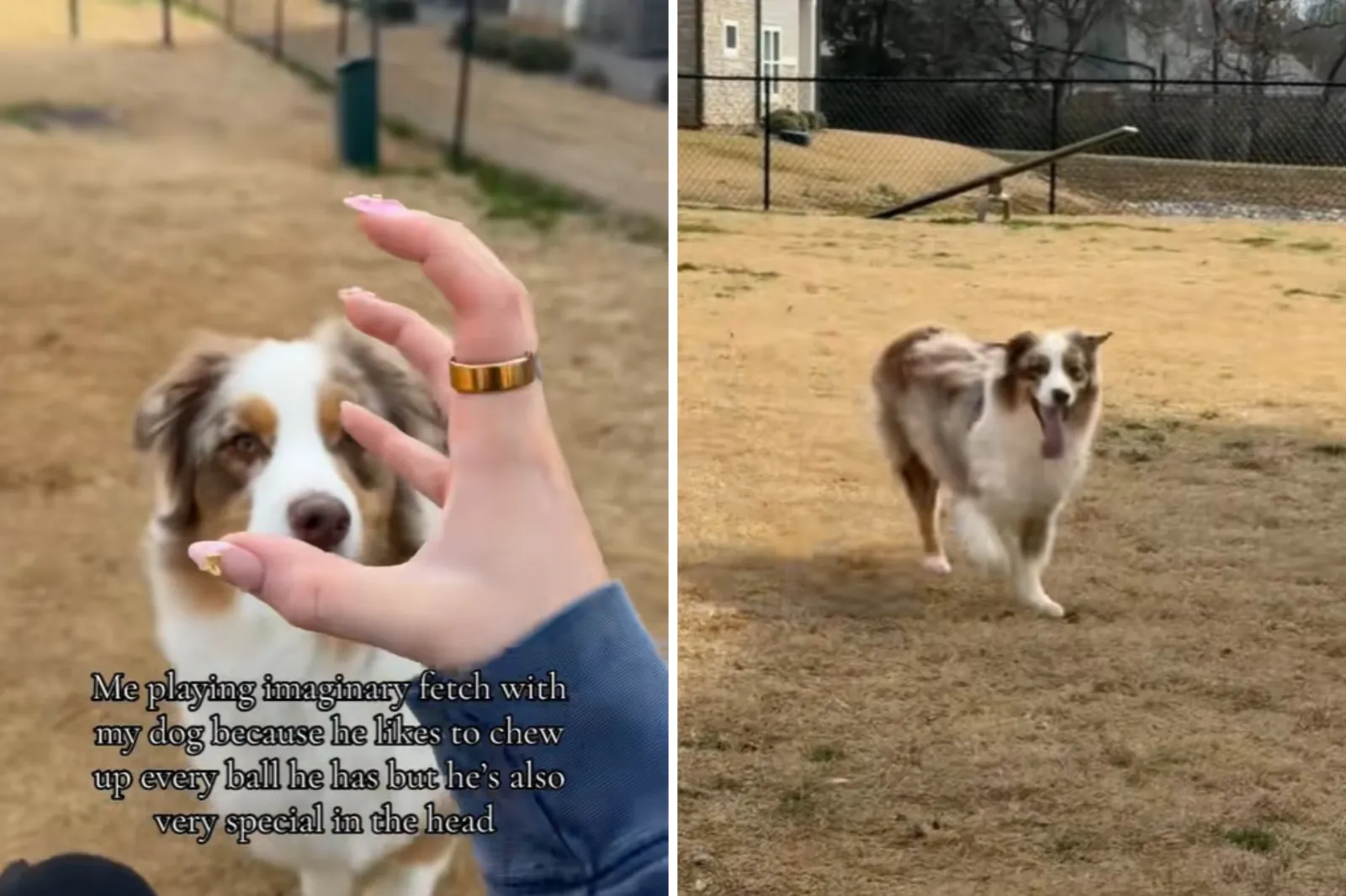 Australian Shepherd Caught Playing ‘Imaginary Fetch’—Hysterics Over ...