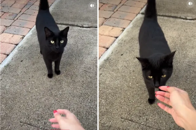 Indoor Cat Left To Survive Outside After Owner Moves Away—Leaves Her ...