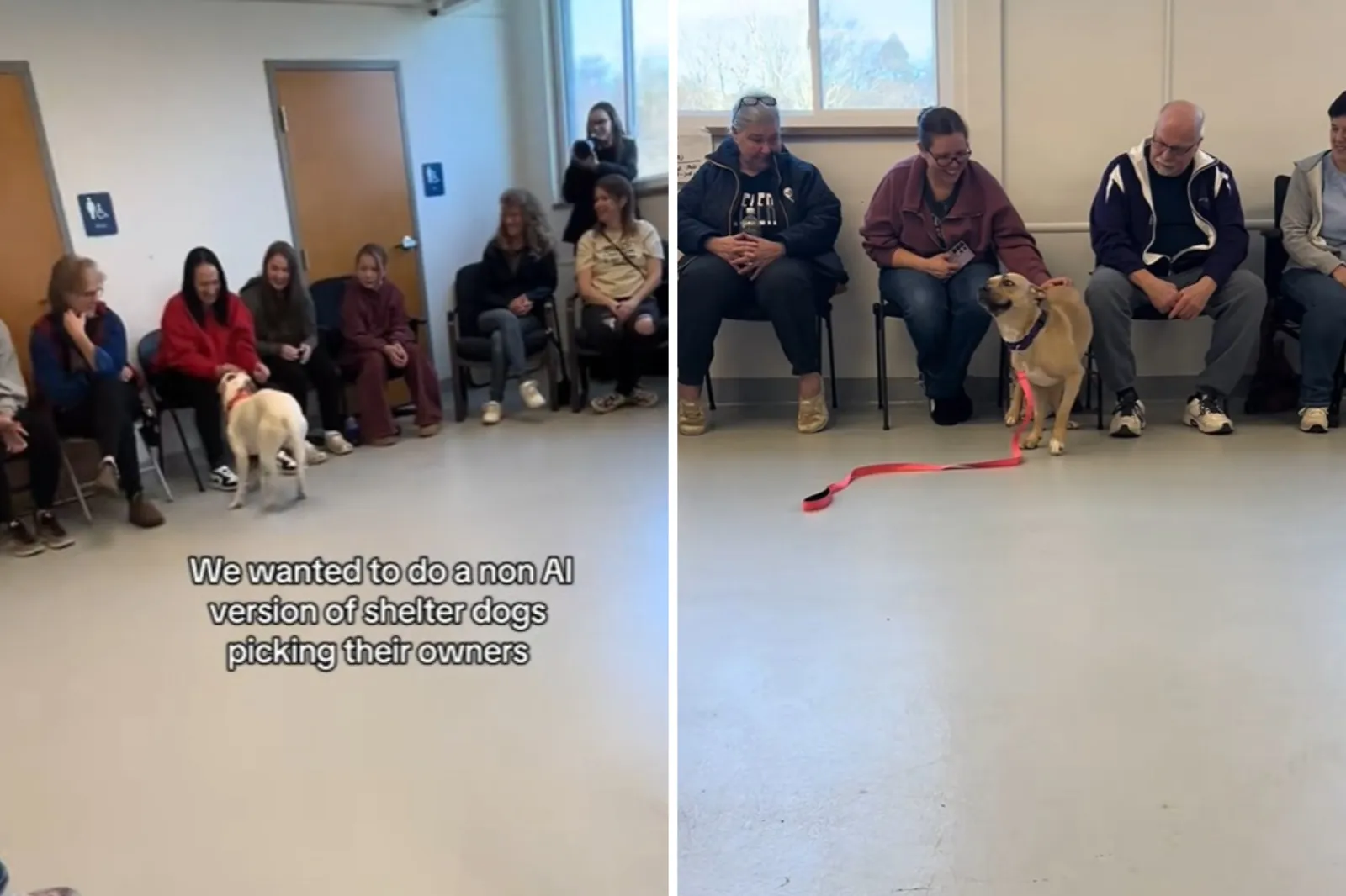 Shelter Dogs Get Chance To Pick Their New Owners, Tears at What’s ...
