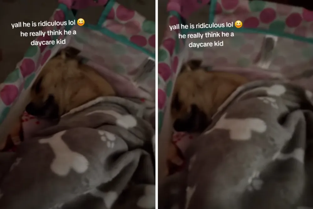 Daycare Dog Who Needs To Nap Like the Other Kids Has Internet in ...