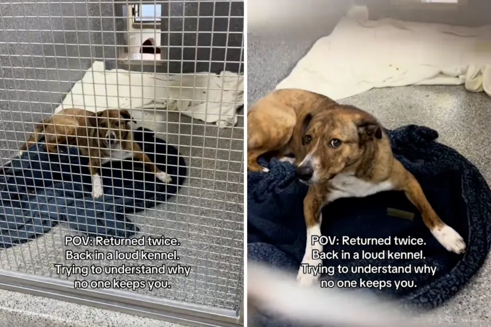 Dog Returned To Shelter Twice ‘Trying To Understand’ Why Nobody Wants ...