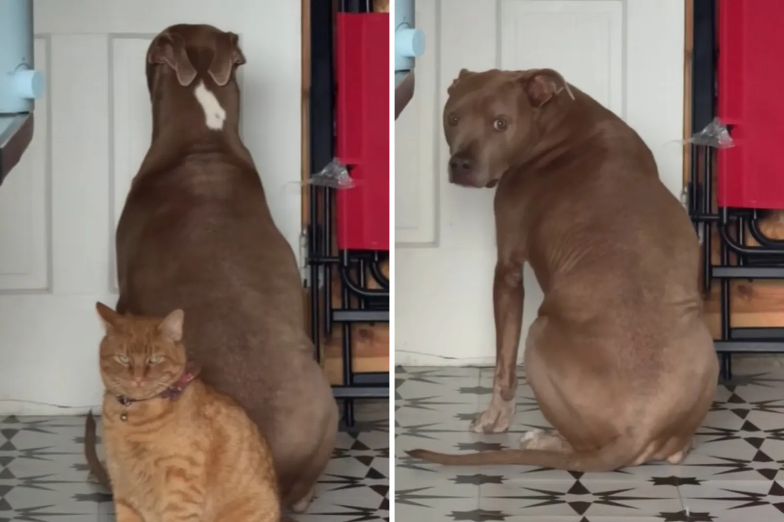 Pit Bull and Cat Put in ‘Time Out’ Over Behavior, Hysterics at What ...