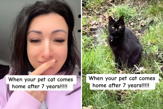 Woman’s Missing Cat Returned After 7 Years, but More Heartbreak Was To ...