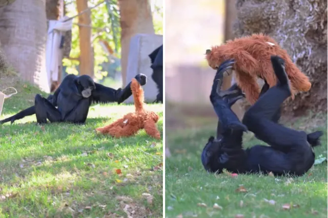 Phoenix Zoo gives out Punch-inspired plushies to primates—and it's ...