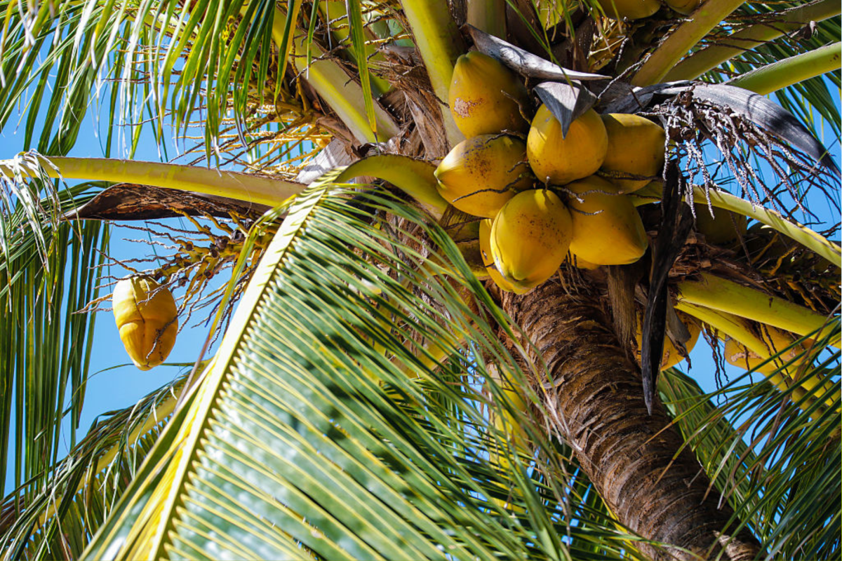 Coconut Water Recall Update As FDA Sets Risk Level - Newsweek
