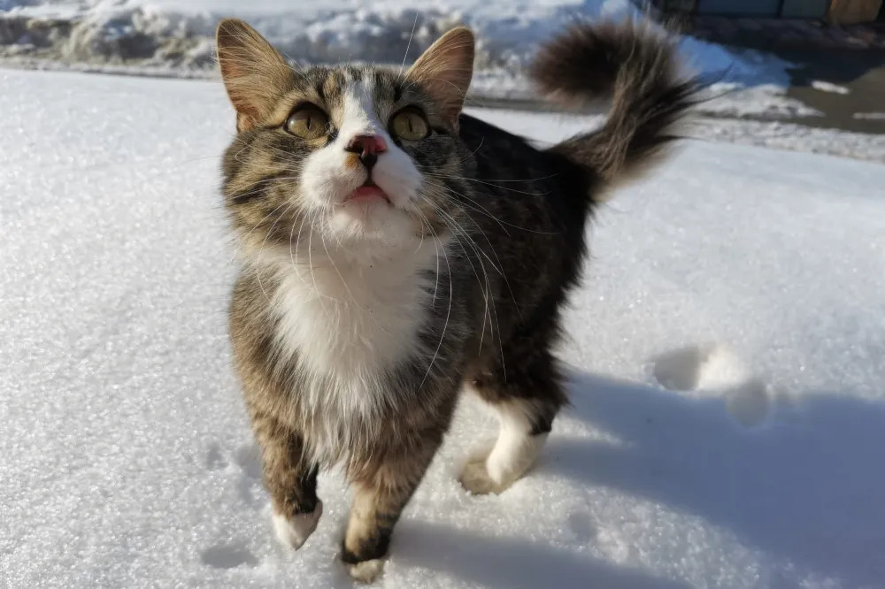 What Cat Does in Snowy Winter Storm Delights Viewers: ‘So Brave’ - Newsweek