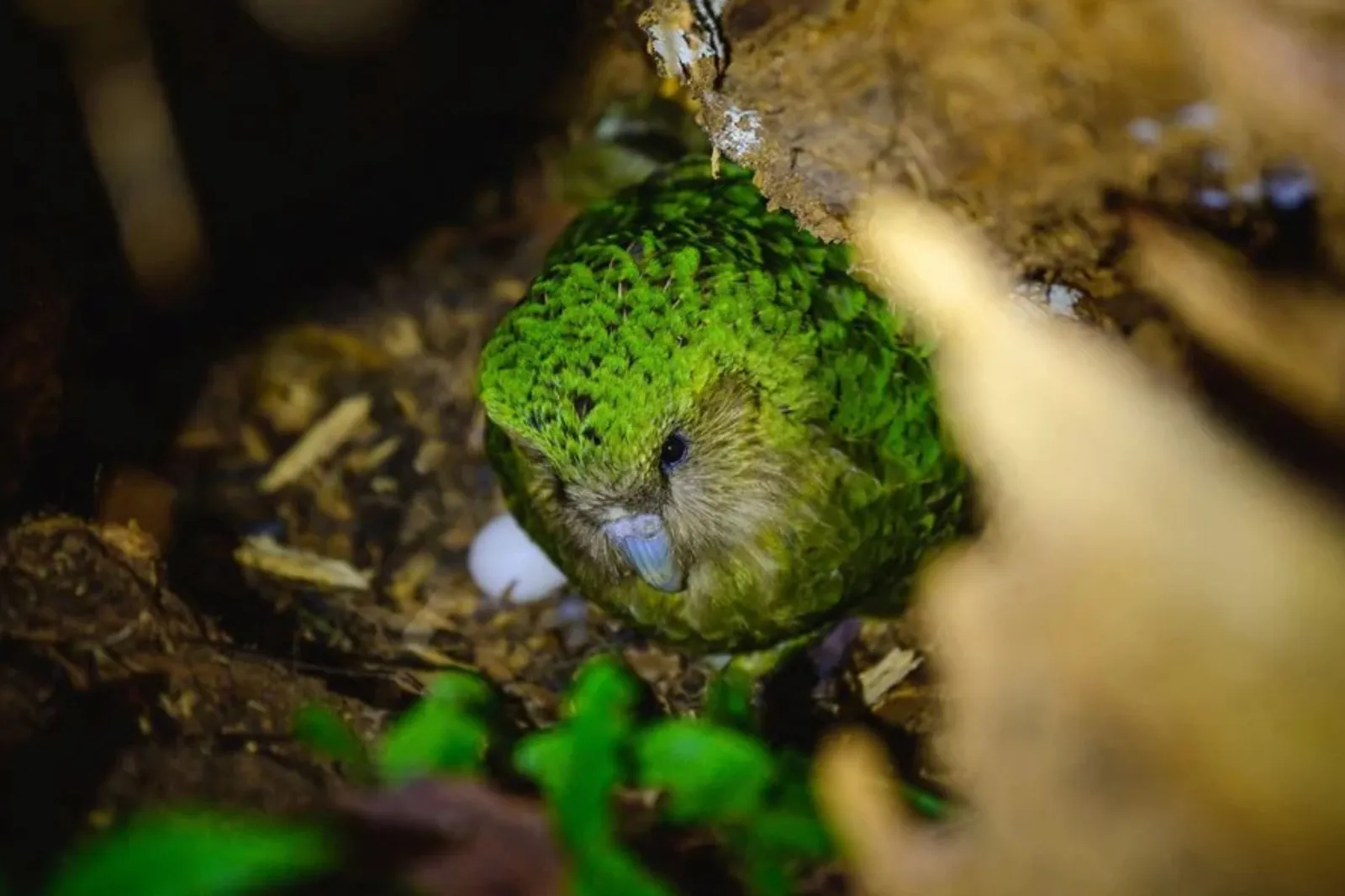 Live Stream of World’s Fattest Parrot Takes Off Online - Newsweek