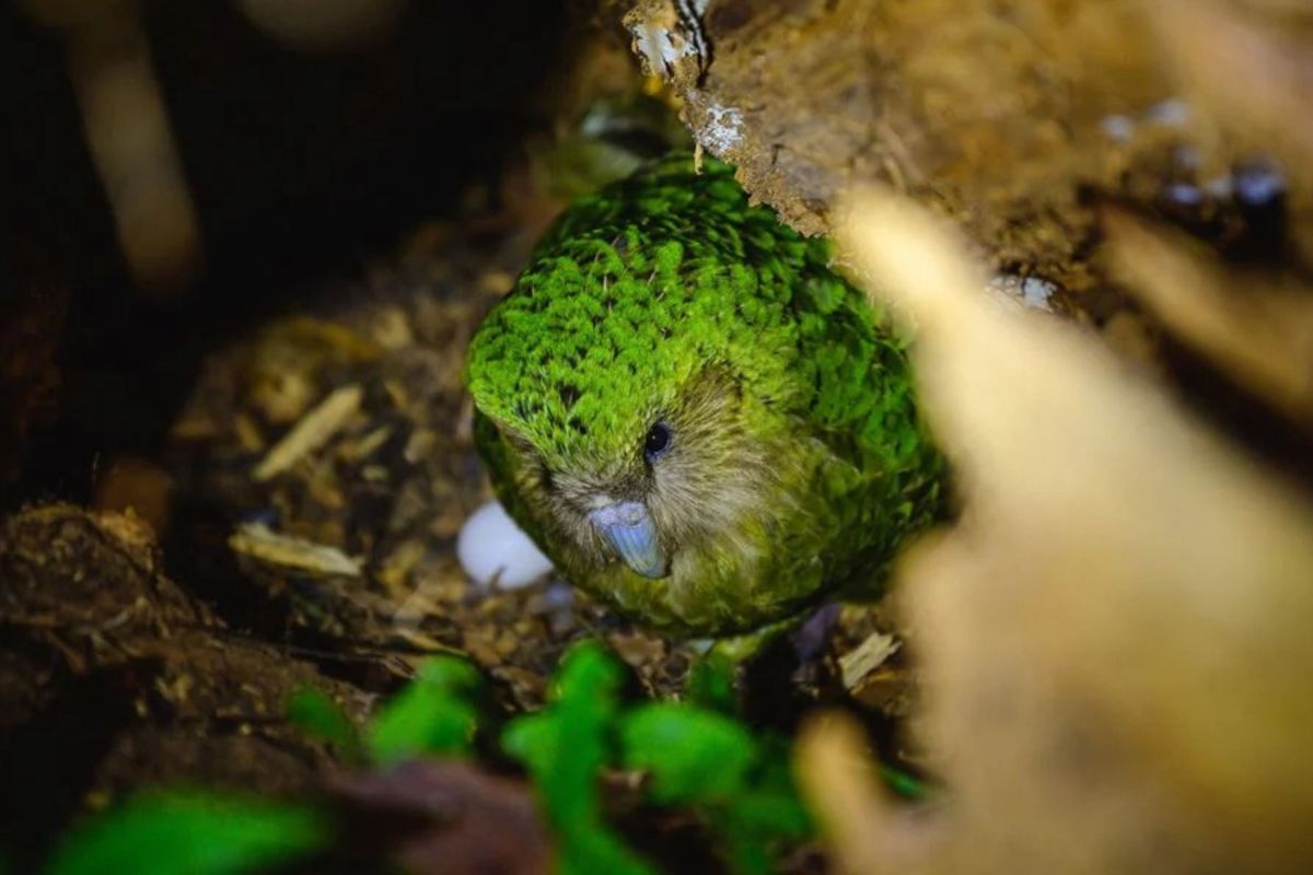 Live Stream of World’s Fattest Parrot Takes Off Online - Newsweek