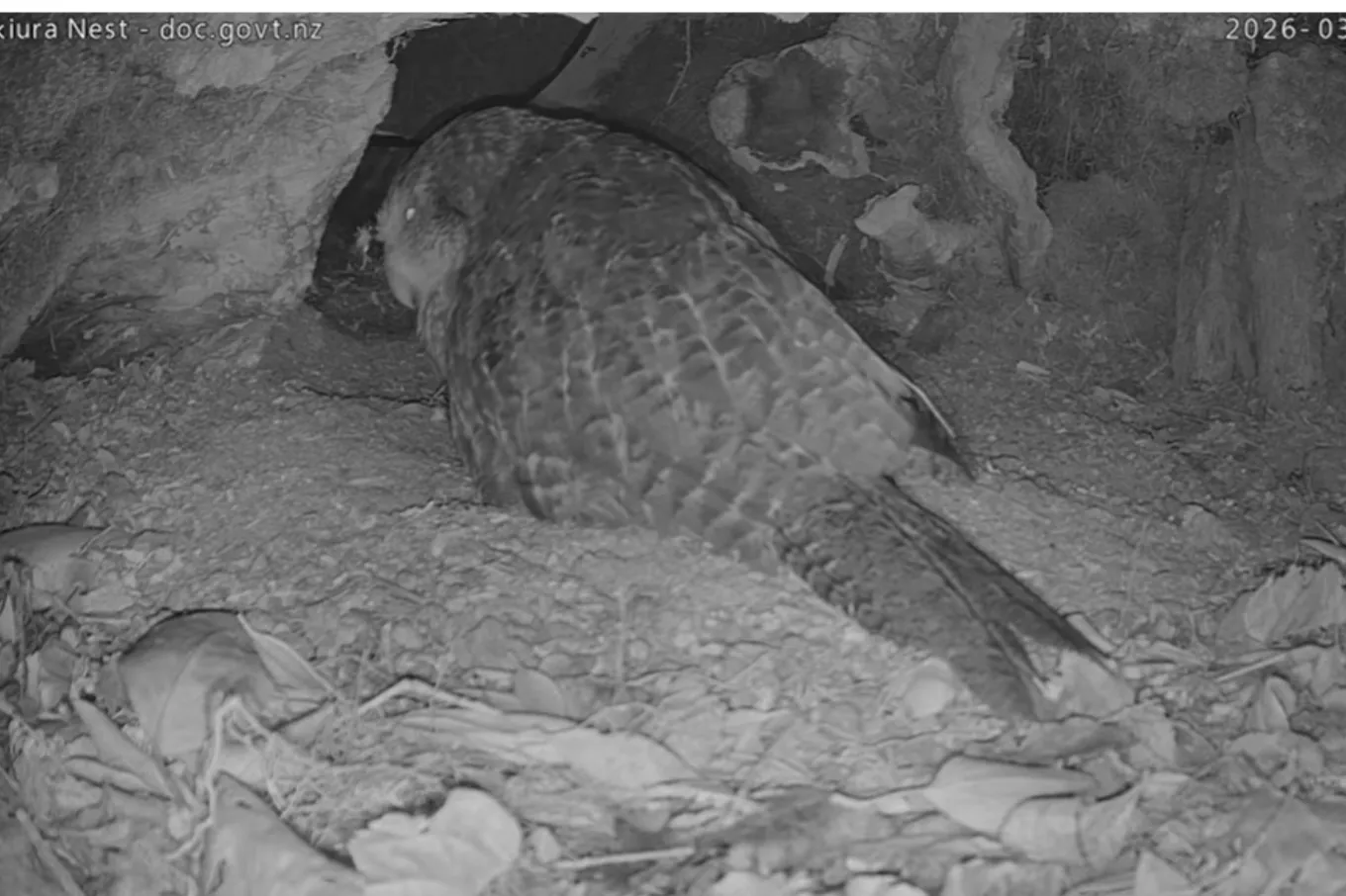 Live Stream of World’s Fattest Parrot Takes Off Online - Newsweek