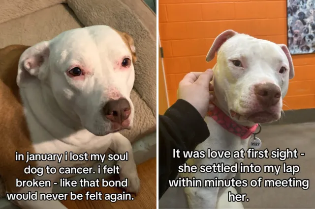 Man Grieving Pit Bull Sees Similar Dog on Kill List, He Knows What To ...