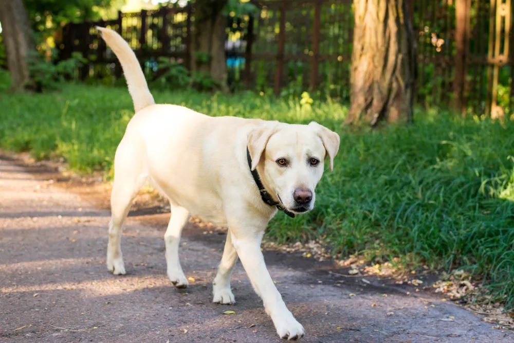 What £30K Service Dog Does When He Sees Water Shocks Owner: ‘A Rebel ...