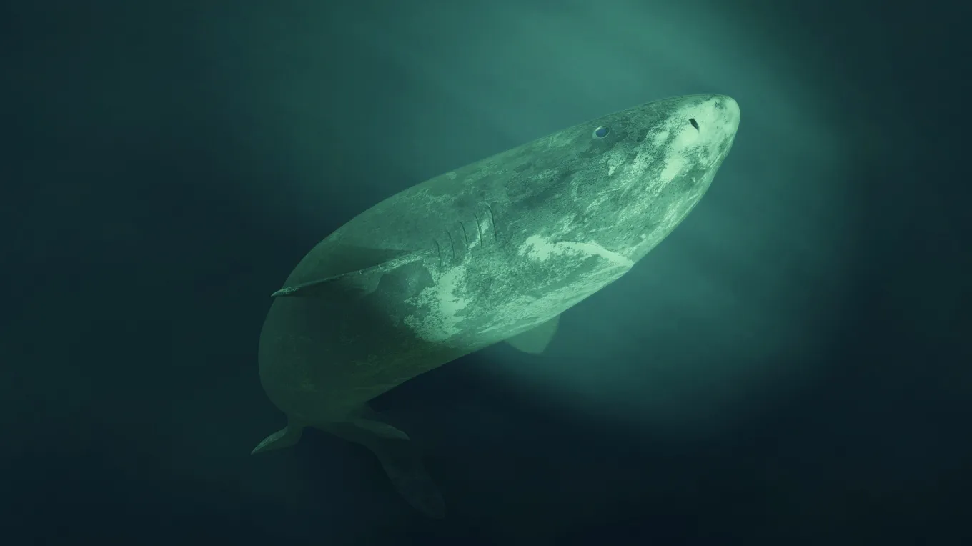 Photo of Greenland Shark Labeled ‘392 Years Old’ Spreads—Here’s the ...