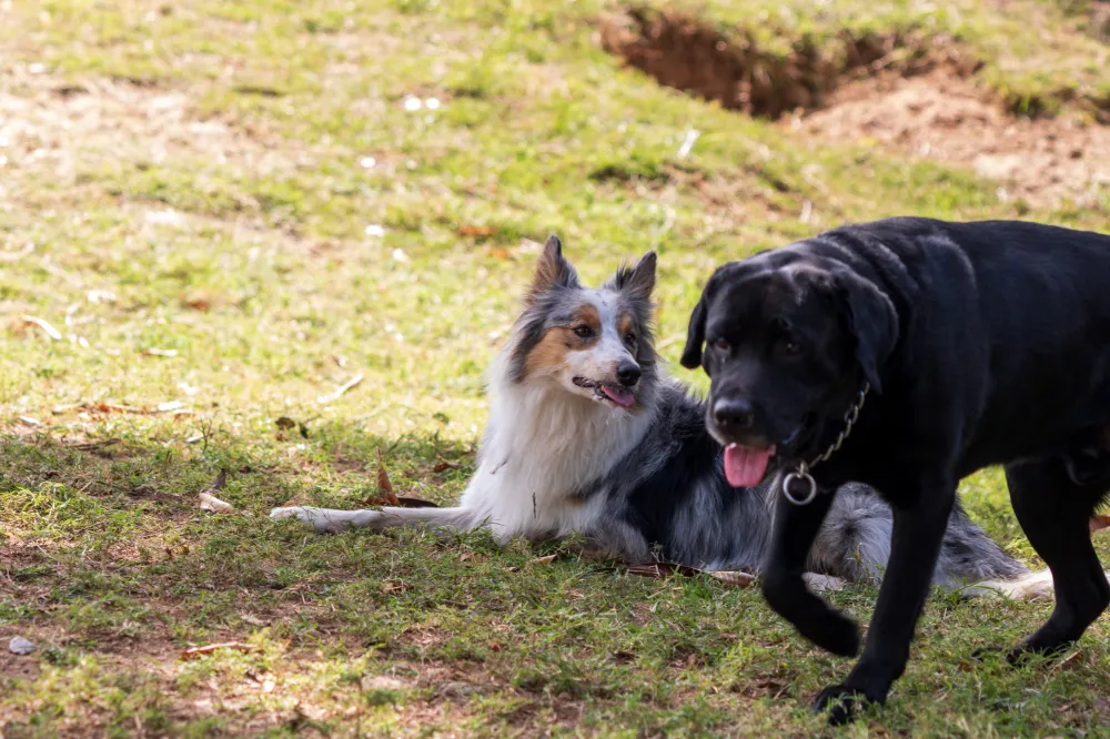 Labrador and Border Collie Have Puppies, Hearts Melt at Result - Newsweek