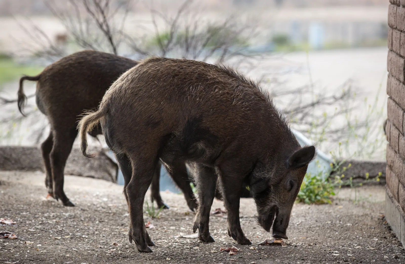 USDA's "sick" pigs warning met with wave of jokes - Newsweek