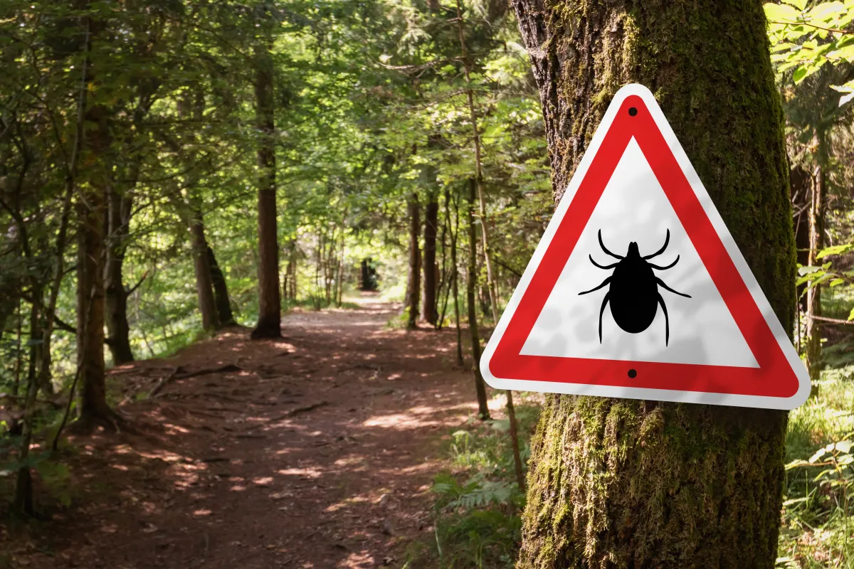 Scientists Issue Warning Over Rise of Ticks Carrying Multiple Diseases ...