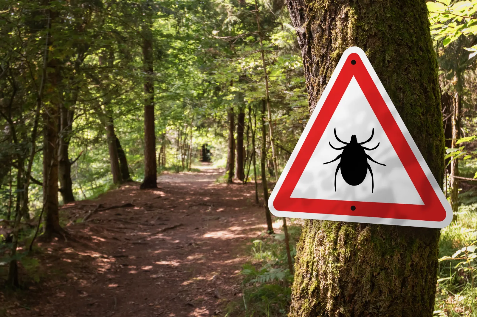 Scientists Issue Warning Over Rise of Ticks Carrying Multiple Diseases ...
