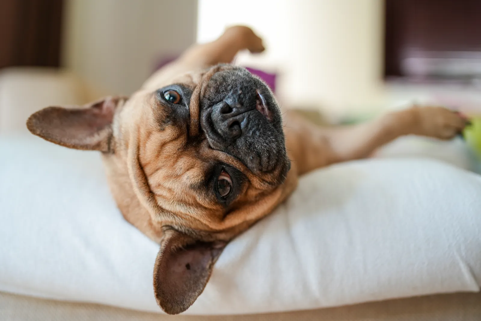Pet insurance News & Latest Pictures From Newsweek.com