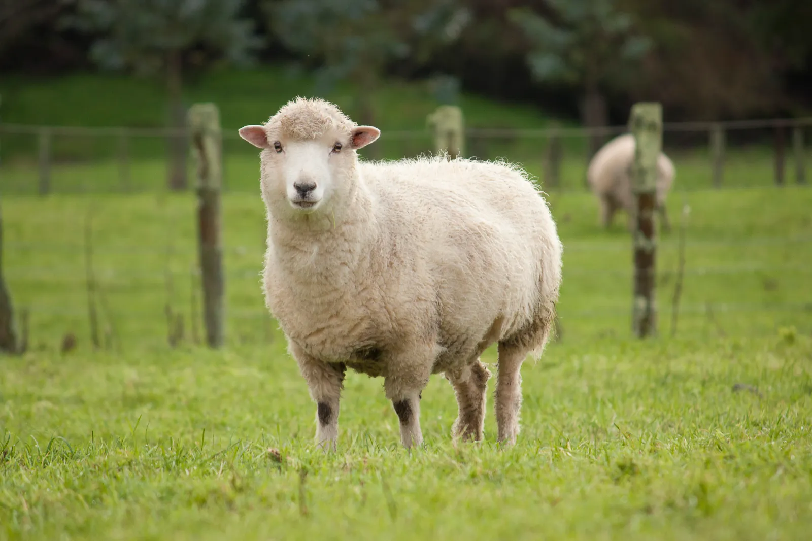 Jack Russell’s Unexpected Bond With Farm Animal Melts Hearts: ‘So Sweet ...