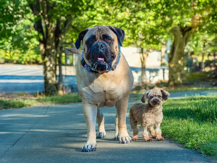 Big Dog or Small Dog? What Your Choice Says About You, According to ...