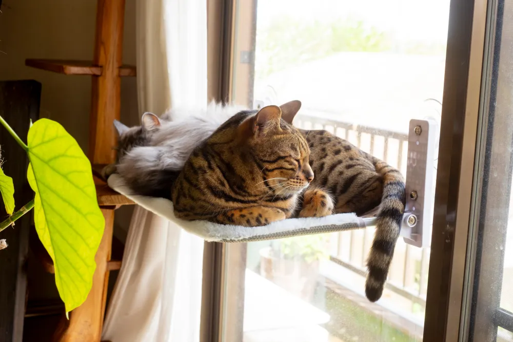 Multi-Cat Owner Checks Out Pets’ Hammock, Unprepared for What She Finds ...