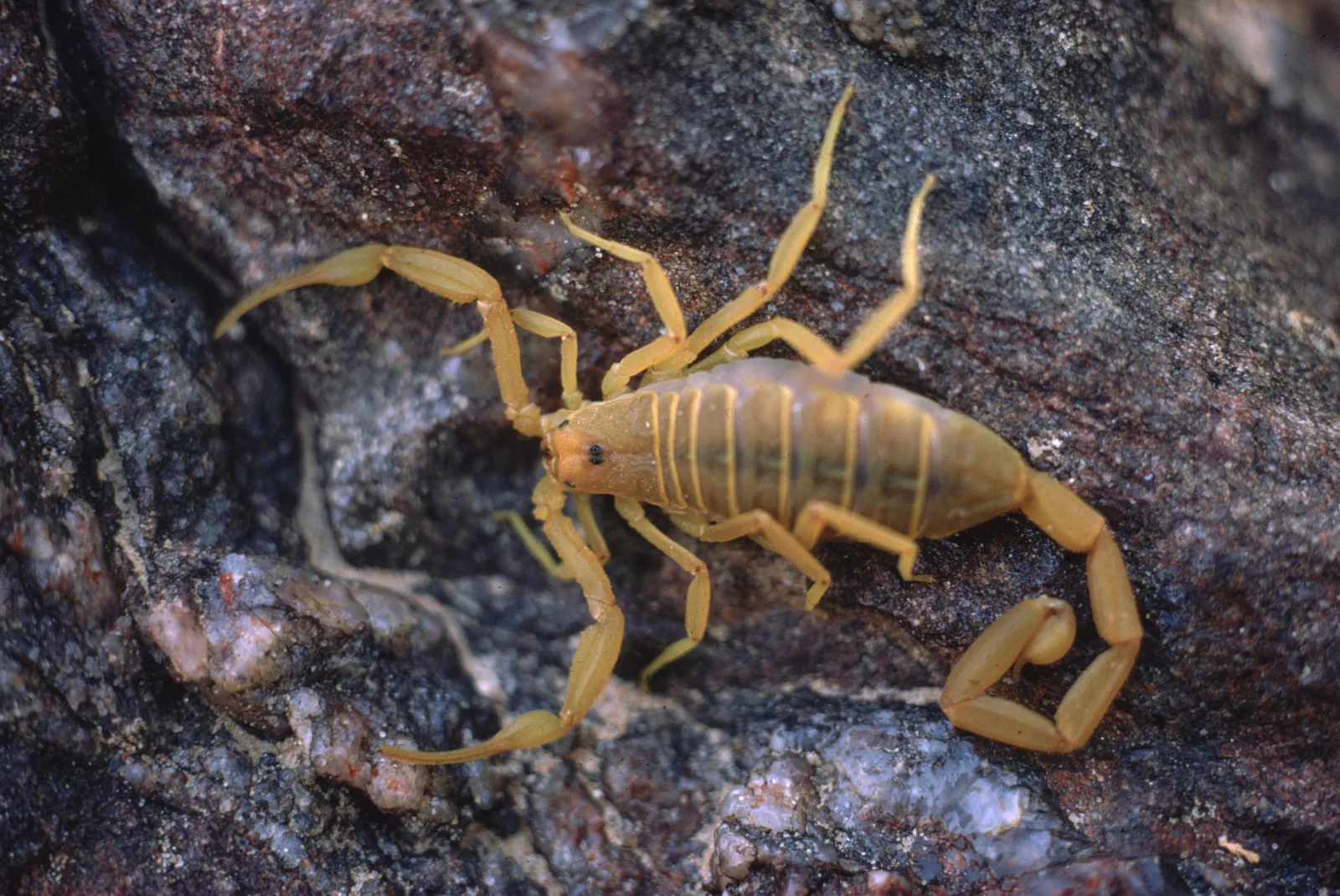 Millions of scorpions emerging early sparks warning - Newsweek