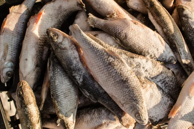 Fish Recall Sparks Highest Risk Warning - Newsweek