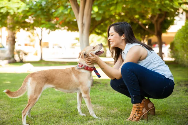 Map Shows the 25 Most Dog-Loving Cities Across US States - Newsweek