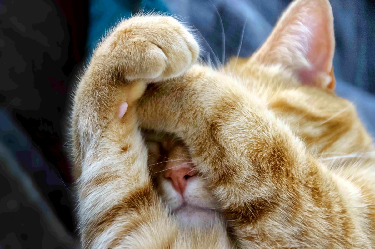 Mom Furious After Indoor Cat Let Outside—Then Spots Something ...