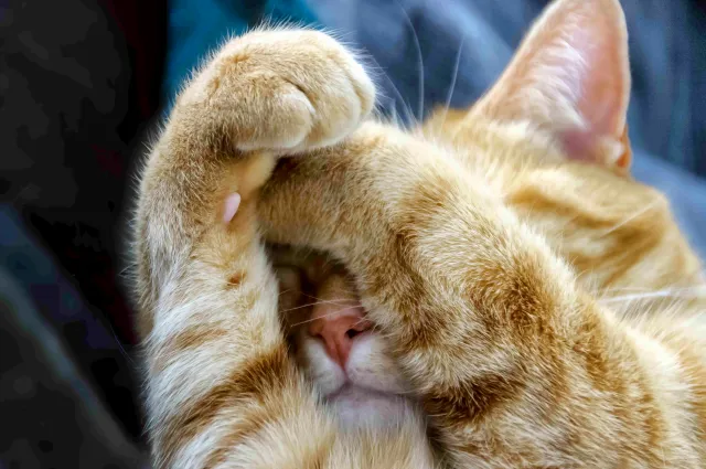 Mom Furious After Indoor Cat Let Outside—Then Spots Something ...