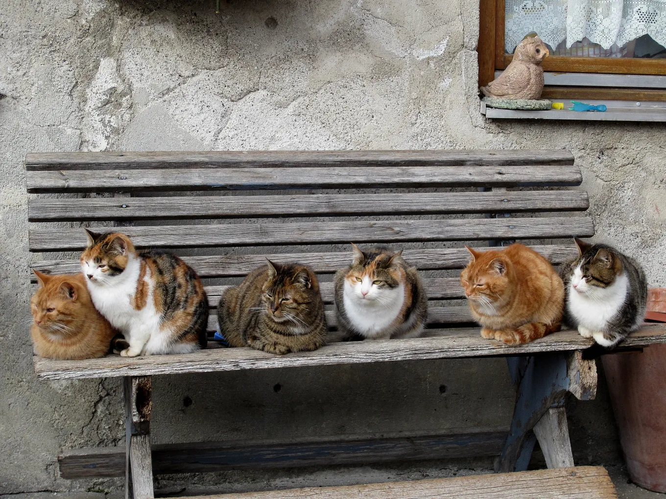 Owner Sees 5 Cats in Yard, Shock at What They’re Doing: ‘Having a ...