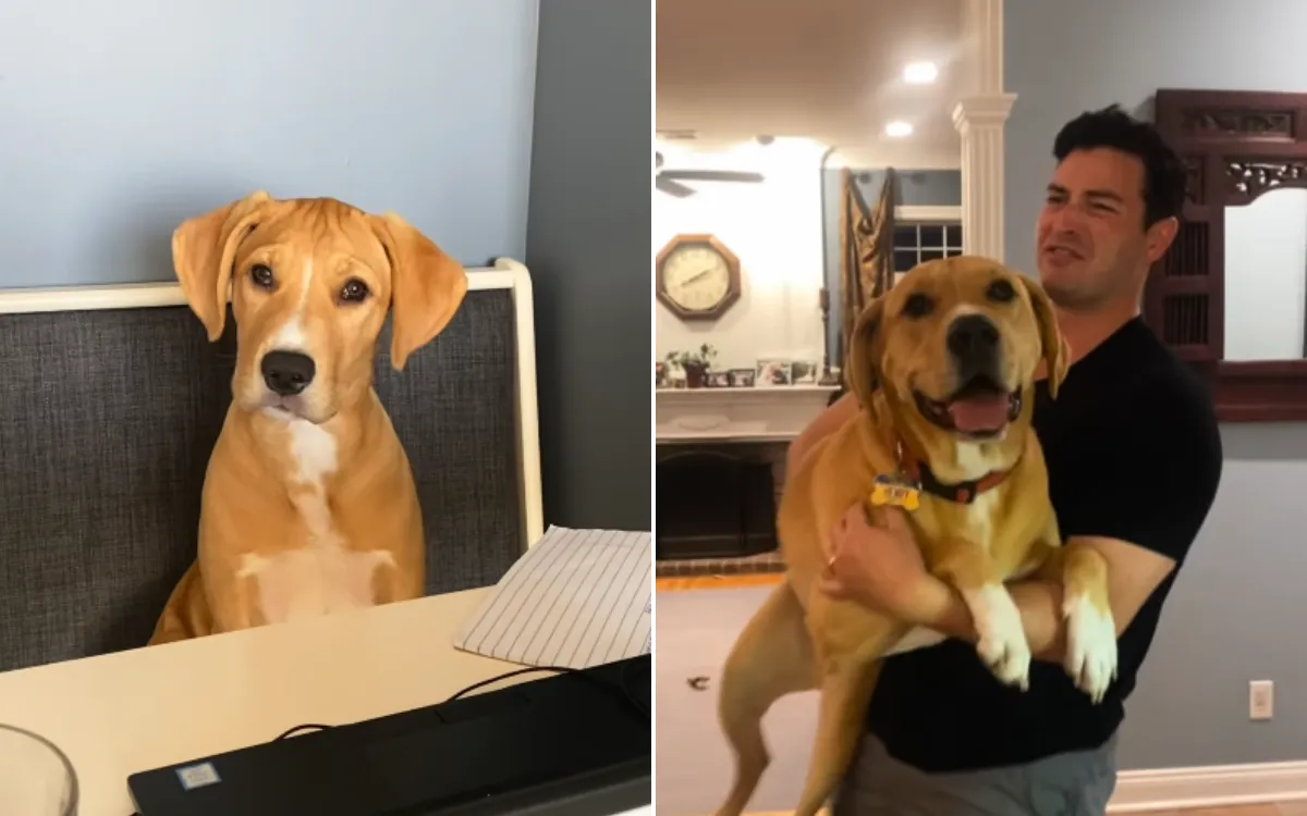 Woman Thought She Was Adopting Chihuahua, But Then He Kept Growing ...