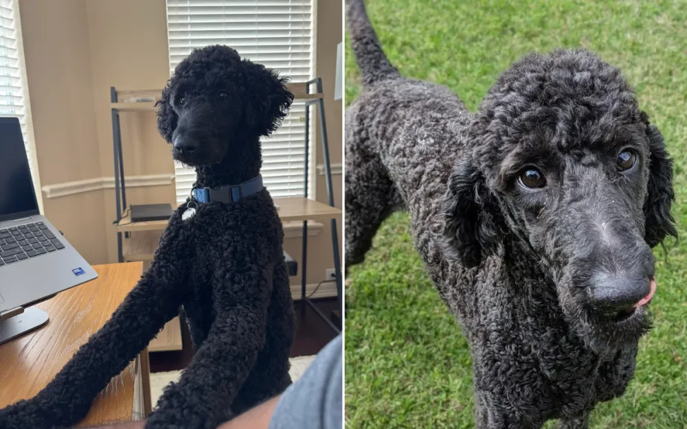 Everyone thought she was a standard poodle; a DNA test changed ...