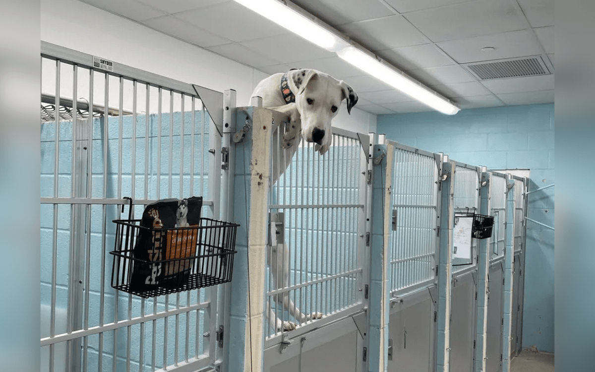 Man Sees Photo of Returned Dog ‘Trying To Escape’ Shelter—Knows What To ...