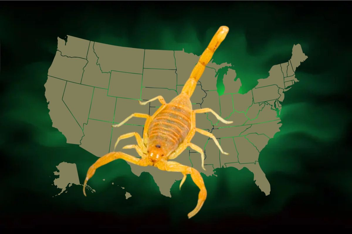 Millions of scorpions emerging early sparks warning - Newsweek