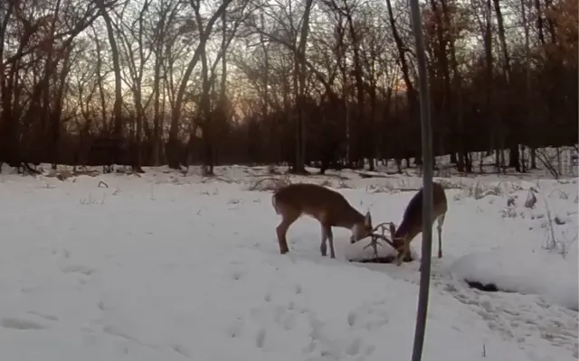 Man Spots Two Deer On Ring Camera, Engaging In Rarely Seen Ritual ...
