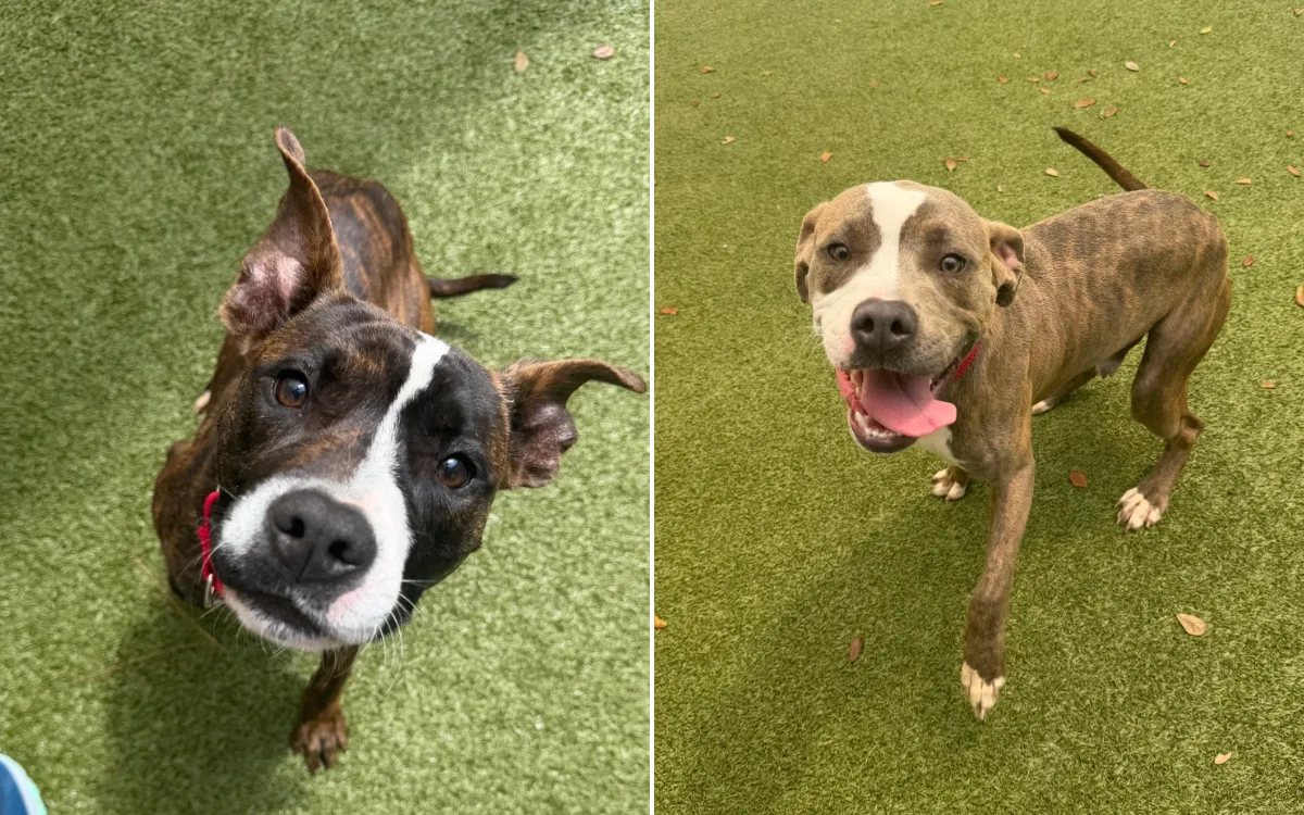Tears as Dogs Abandoned, Locked Inside Small Crate With No Food Or ...