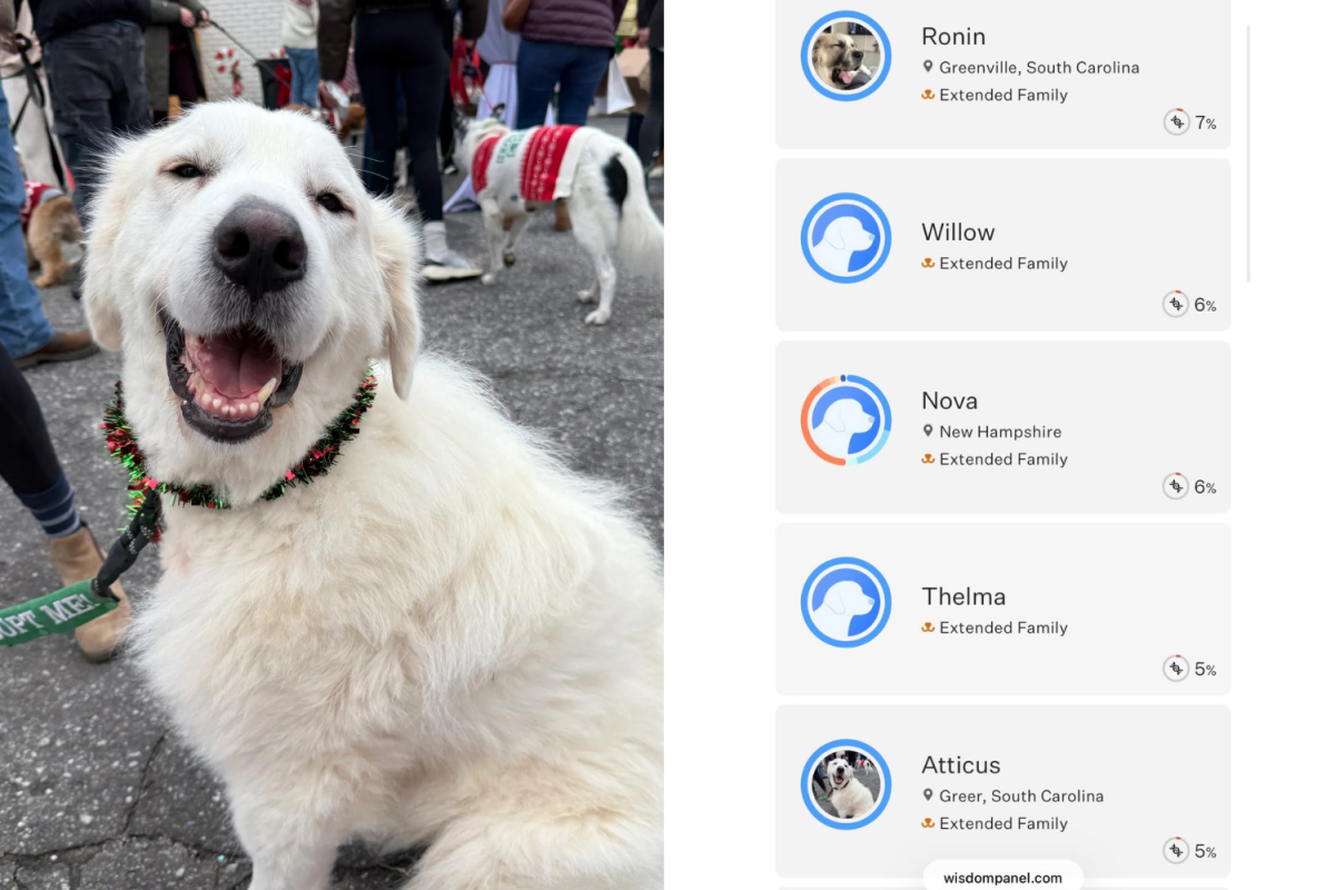 Rescue DNA Tests Great Pyrenees—Fury at Result That Made ‘Stomach Drop ...