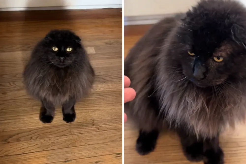 Woman Rescues Feral Cat—Nothing Prepares Her for What He Does a Year ...