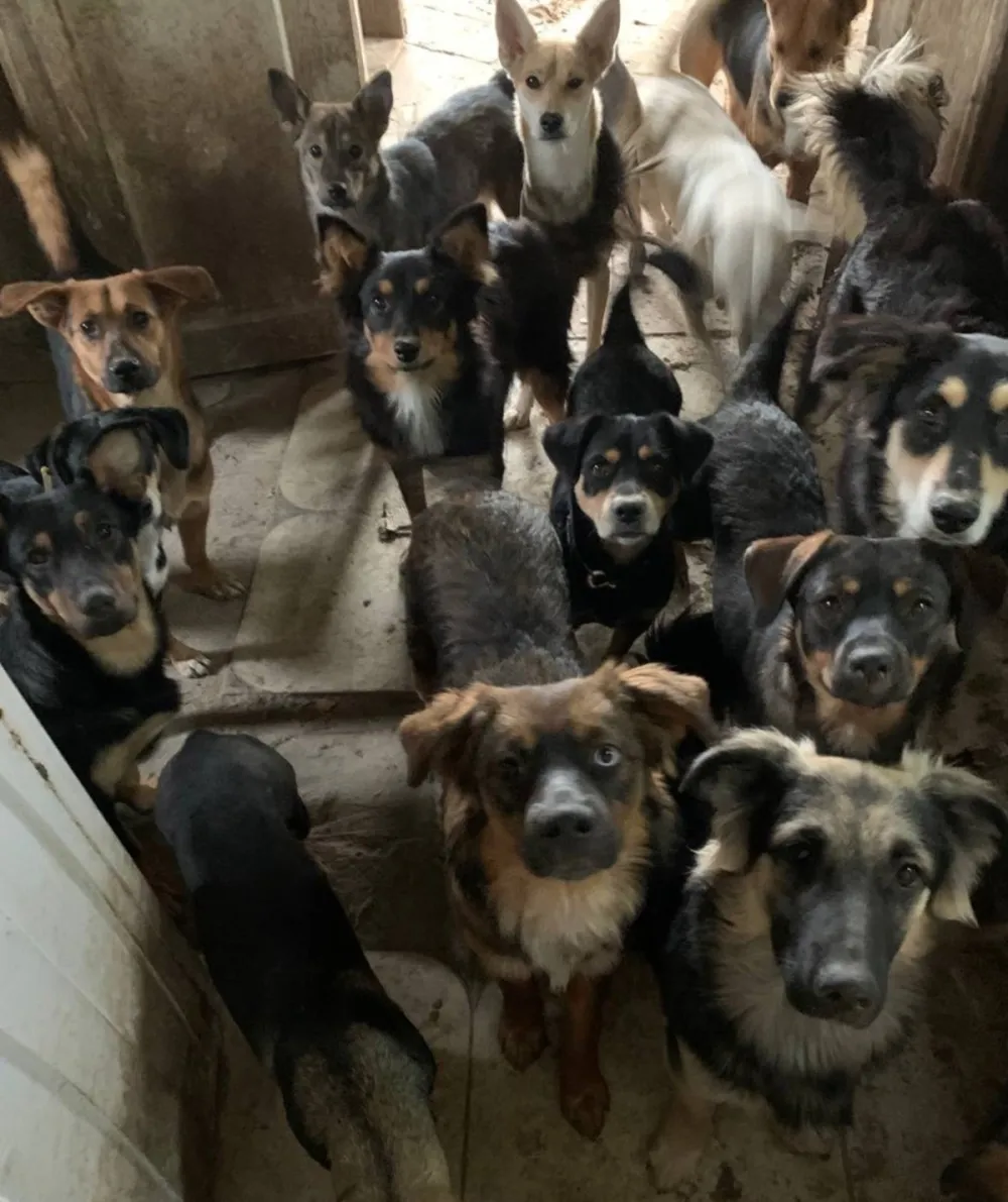 Dogs News & Latest Pictures From Newsweek.com