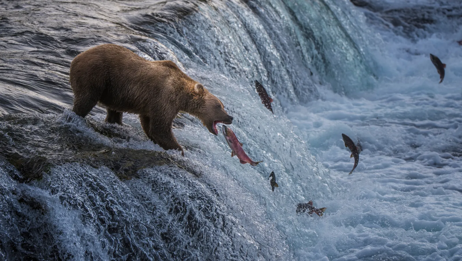 Bear Injures US Soldiers During Training Exercise - Newsweek