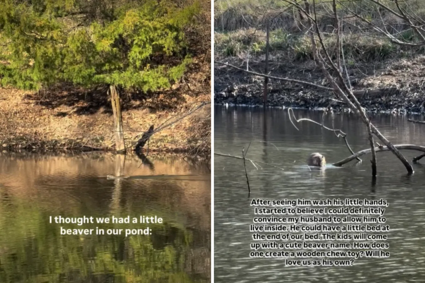 Woman Thinks She Has a Beaver in Her Pond—Then She Looks Closer: ‘Bad ...