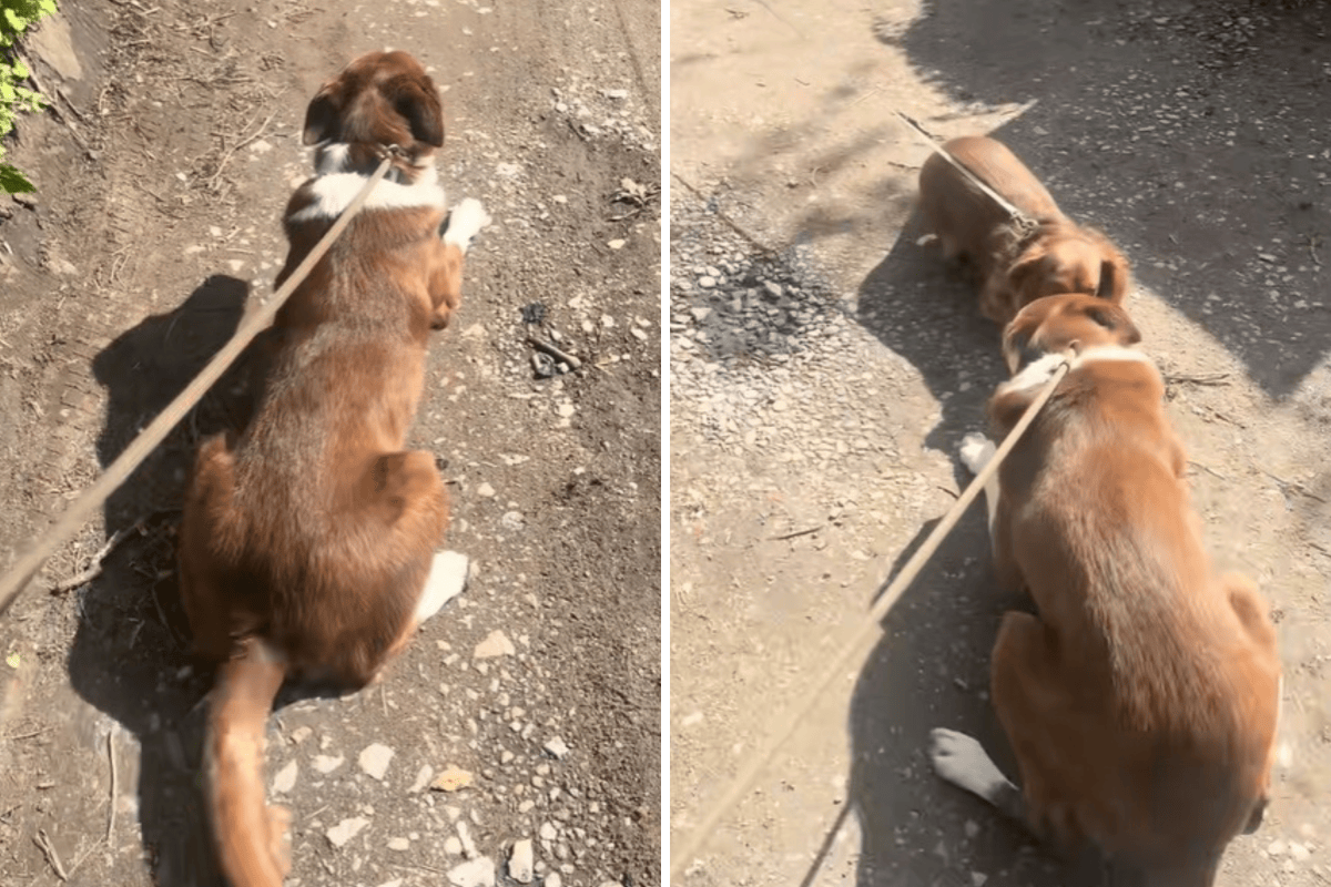 People Are Obsessed With Reactive Dog Waiting for ‘Only Friend’ To ...
