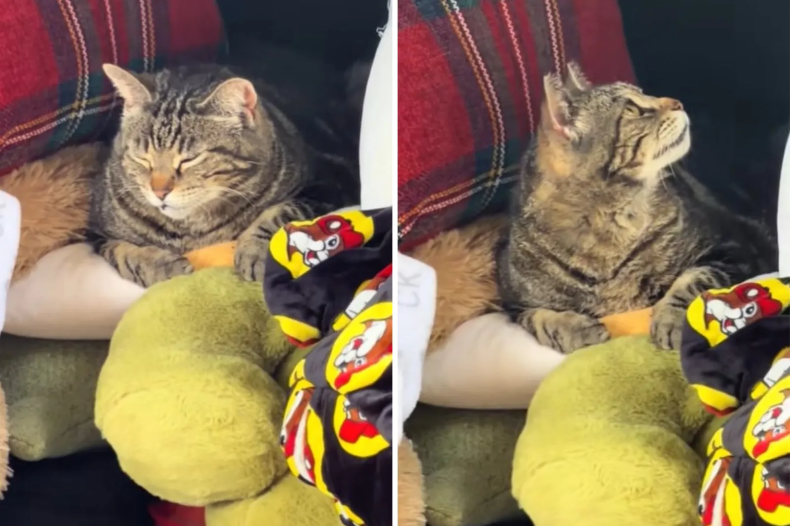 Stray Cat Realizes Couple Are Moving Out, Tears At How He ‘Packed ...