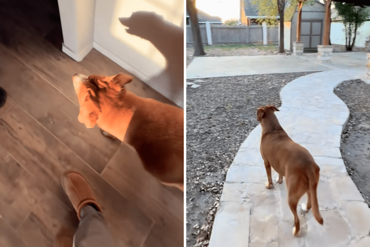 Rescue Dog Sees New Home With Yard for First Time—Reaction Breaks ...