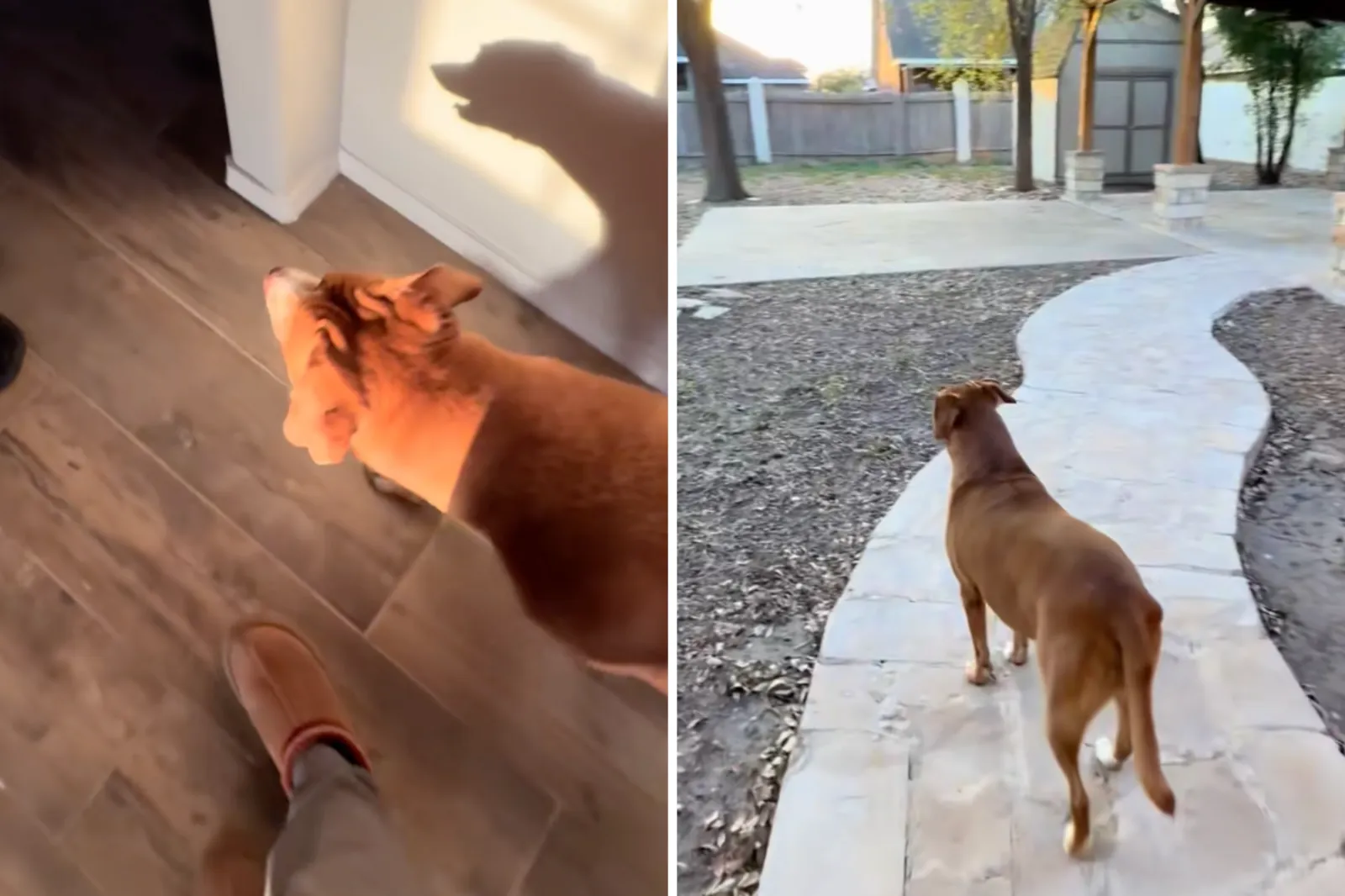 Rescue Dog Sees New Home With Yard for First Time—Reaction Breaks ...