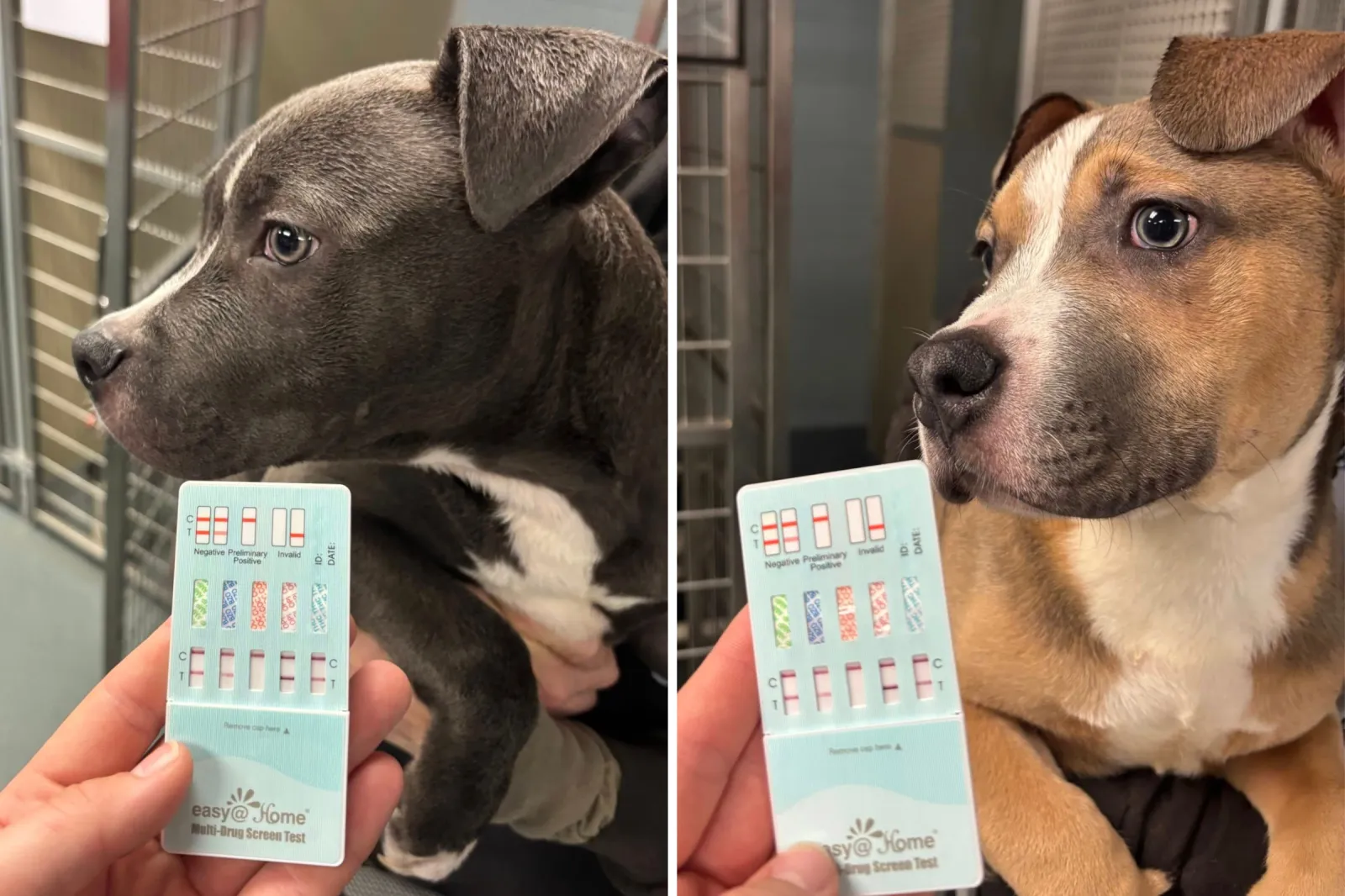 Puppies Taken To Shelter After Drugs Bust—Tests Reveal Devastating ...