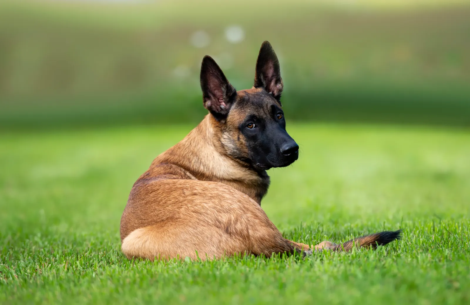 How Malinois Escapes From Home Stuns Owner—‘Acting Like Vet Bills Are ...